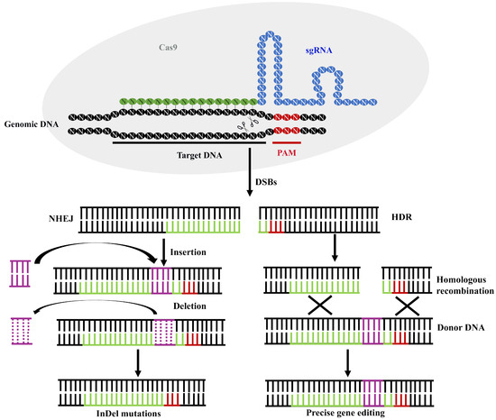Genetic Databases and Gene Editing Tools for Enhancing Crop Resistance ...