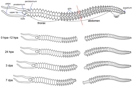 Mass Start or Time Trial? Structure of the Nervous System and ...