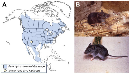 Sin Nombre Virus and the Emergence of Other Hantaviruses: A Review of ...