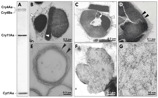 The Parasporal Body of Bacillus thuringiensis subsp. israelensis: A ...