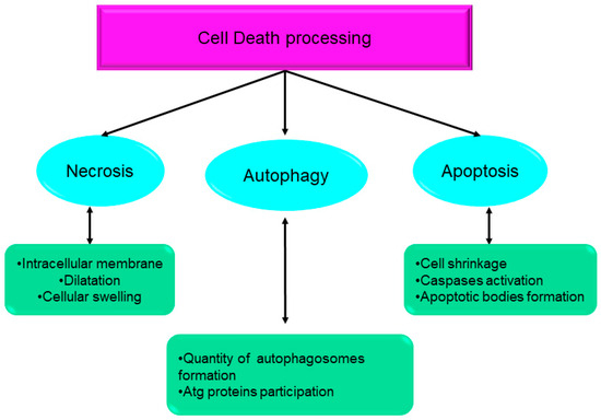 Types of Cell Death from a Molecular Perspective
