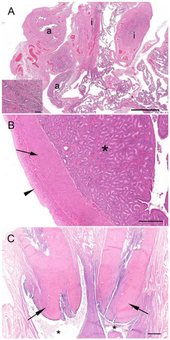 Anatomy of the Female Koala Reproductive Tract