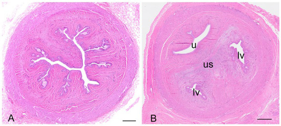 Anatomy of the Female Koala Reproductive Tract