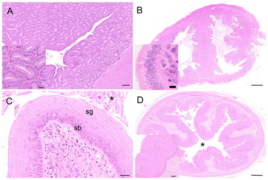 Anatomy of the Female Koala Reproductive Tract
