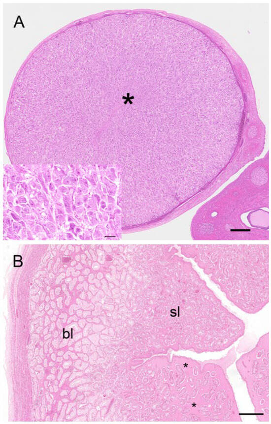 Anatomy of the Female Koala Reproductive Tract