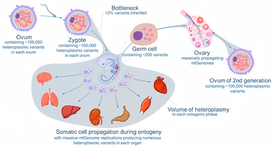 Heteroplasmy and Individual Mitogene Pools: Characteristics and ...
