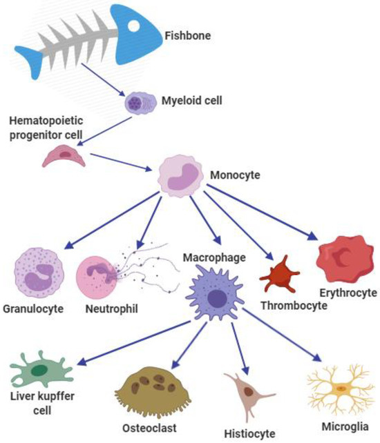 Biology | Free Full-Text | Profiling the Physiological Roles in Fish ...