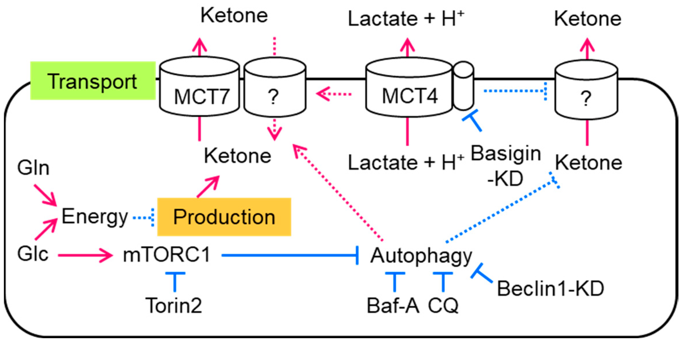 SLC16a6, mTORC1, and Autophagy Regulate Ketone Body Excretion in the ...