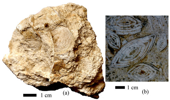 Local Crystallographic Texture of a Nummulite (Foraminifera) Test from ...
