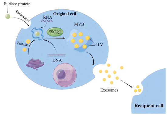 Exosomes: New Insights into the Pathogenesis of Metabolic Syndrome
