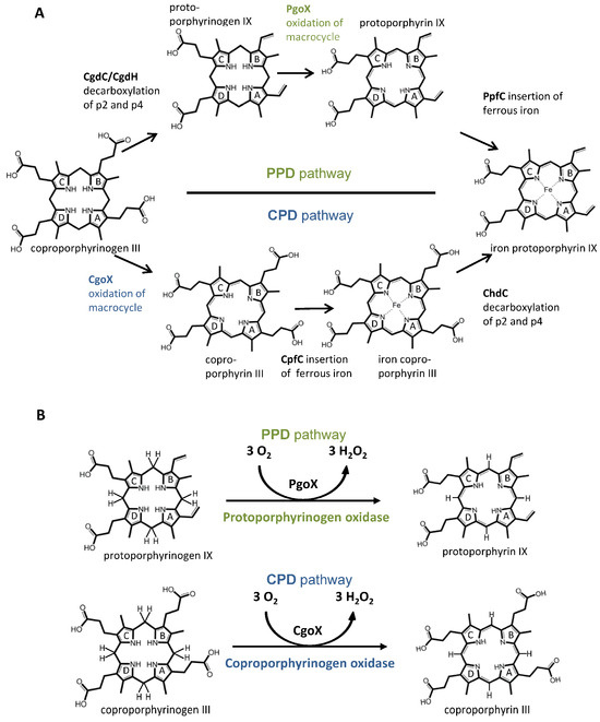 Biology | Free Full-Text | The Molecular Evolution, Structure, and ...