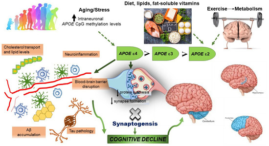 The Impact of Apolipoprotein E (APOE) Epigenetics on Aging and Sporadic ...
