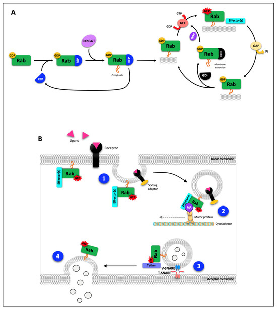 Vesicular Trafficking, a Mechanism Controlled by Cascade Activation of ...