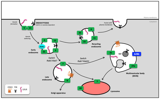 Vesicular Trafficking, a Mechanism Controlled by Cascade Activation of ...