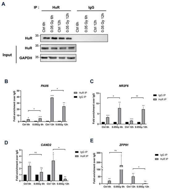 Low-Dose Ionizing Radiation-Crosslinking Immunoprecipitation (LDIR-CLIP ...