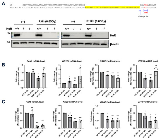 Low-Dose Ionizing Radiation-Crosslinking Immunoprecipitation (LDIR-CLIP ...