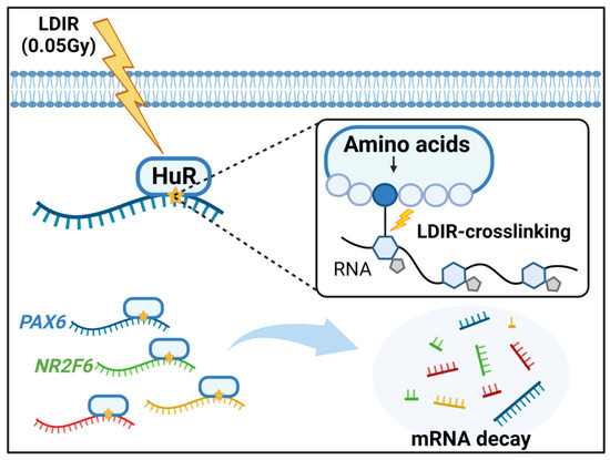 Low-Dose Ionizing Radiation-Crosslinking Immunoprecipitation (LDIR-CLIP ...