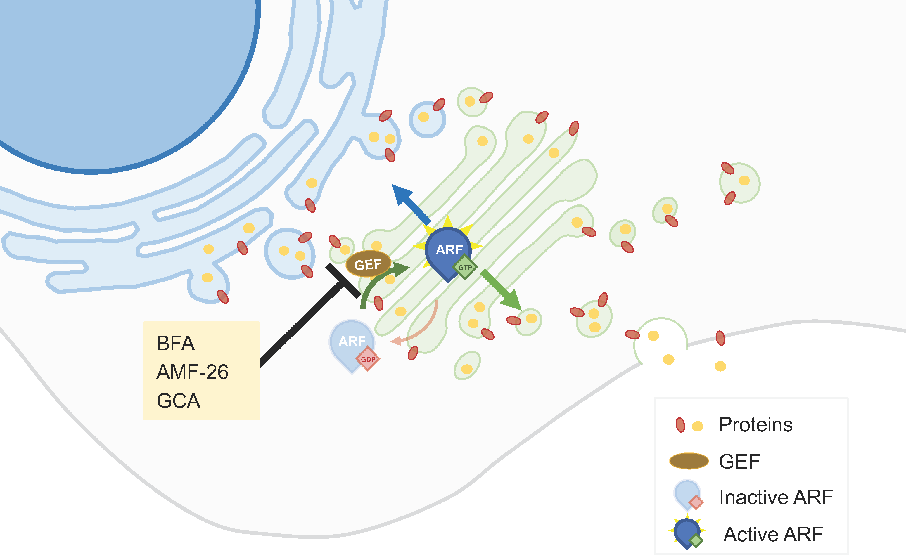 The Golgi Apparatus as an Anticancer Therapeutic Target