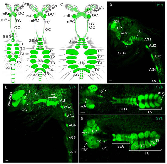 Development of Serotonergic and Dopaminergic Neuronal Networks of the ...