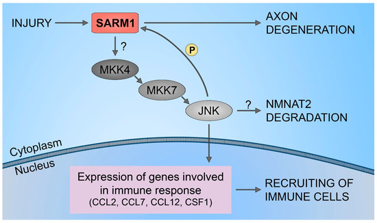 The Role of NMNAT2/SARM1 in Neuropathy Development