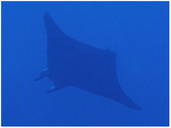 Rays in the Shadows: Batoid Diversity, Occurrence, and Conservation ...