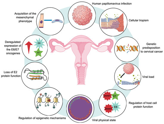 The Hallmarks of Cervical Cancer: Molecular Mechanisms Induced by Human Papillomavirus
