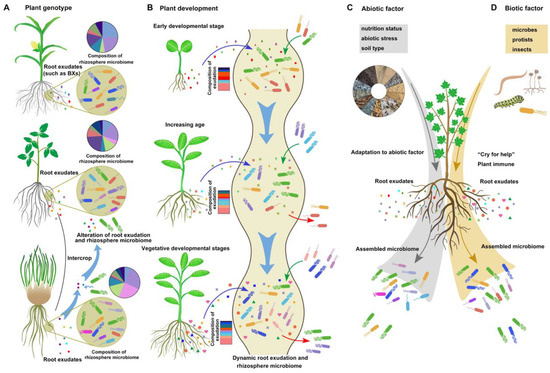The Function of Root Exudates in the Root Colonization by Beneficial ...