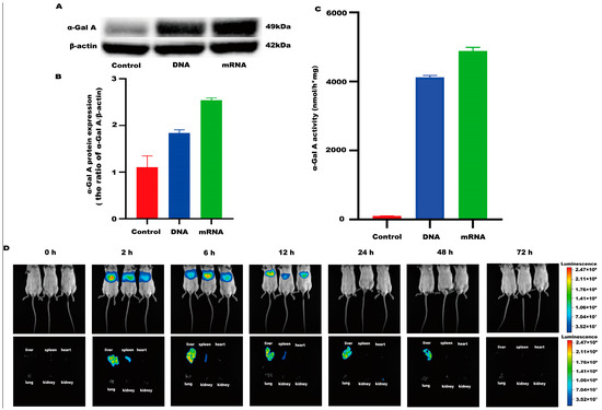 Evaluating the Metabolic Basis of α-Gal A mRNA Therapy for Fabry Disease