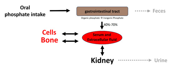 Vascular Calcification: A Passive Process That Requires Active Inhibition