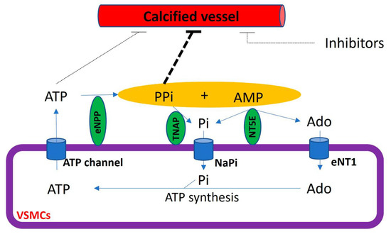 Vascular Calcification: A Passive Process That Requires Active Inhibition