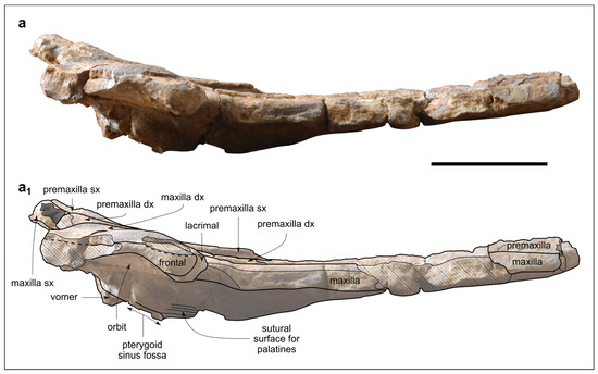 Biology | Free Full-Text | Dawn of the Delphinidans: New Remains of ...