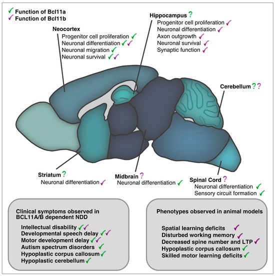 The Role of Bcl11 Transcription Factors in Neurodevelopmental Disorders