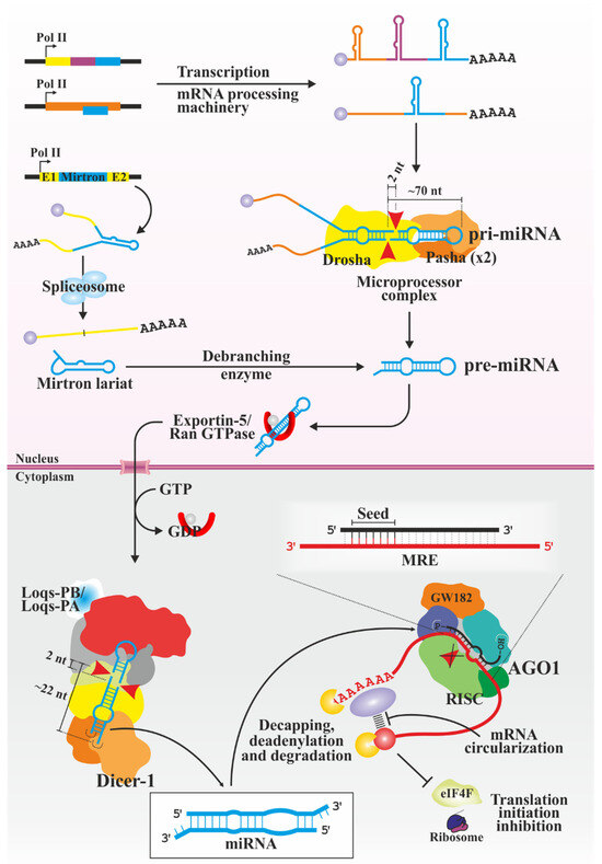 RNA Interference in Insects: From a Natural Mechanism of Gene ...