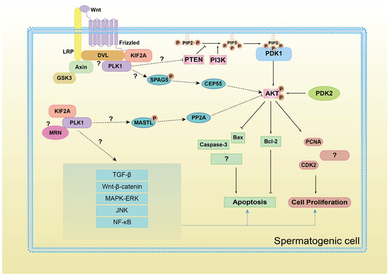 KIF2A Upregulates PI3K/AKT Signaling through Polo-like Kinase 1 (PLK1 ...