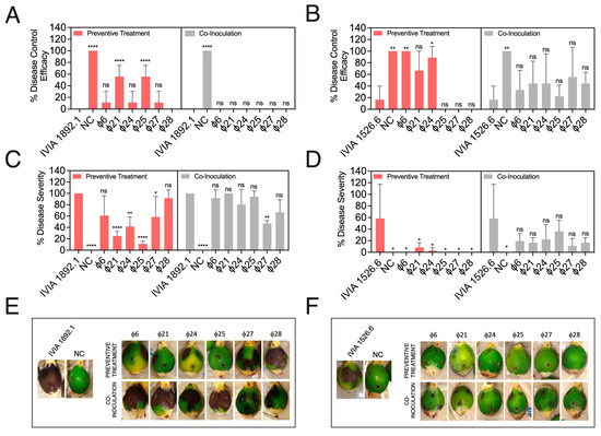 First European Erwinia amylovora Lytic Bacteriophage Cocktails ...