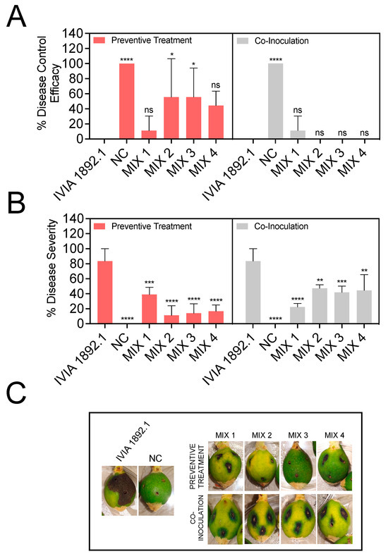 First European Erwinia amylovora Lytic Bacteriophage Cocktails ...