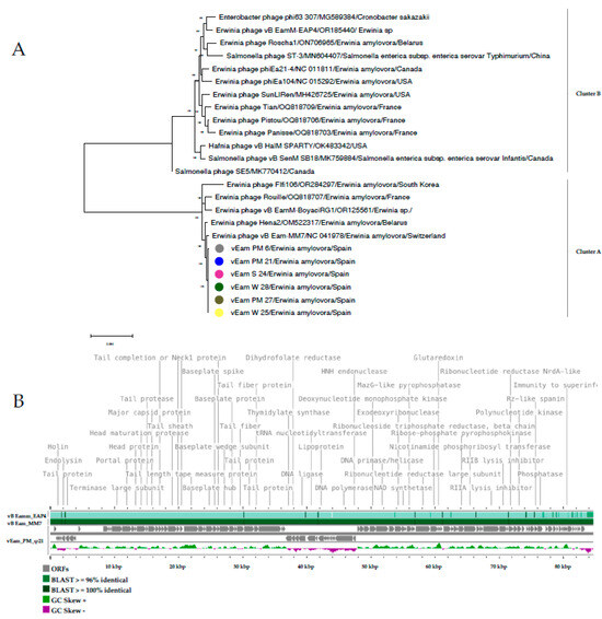 First European Erwinia amylovora Lytic Bacteriophage Cocktails ...