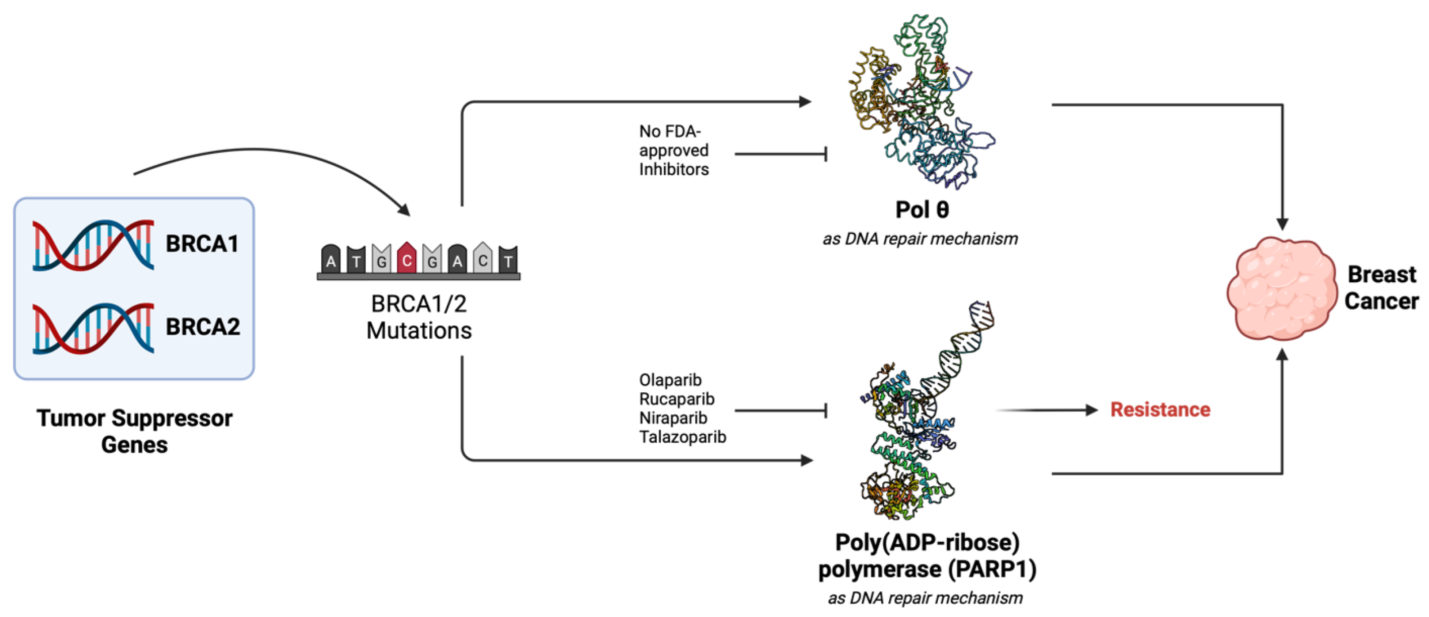 Inhibitors against DNA Polymerase I Family of Enzymes: Novel Targets ...