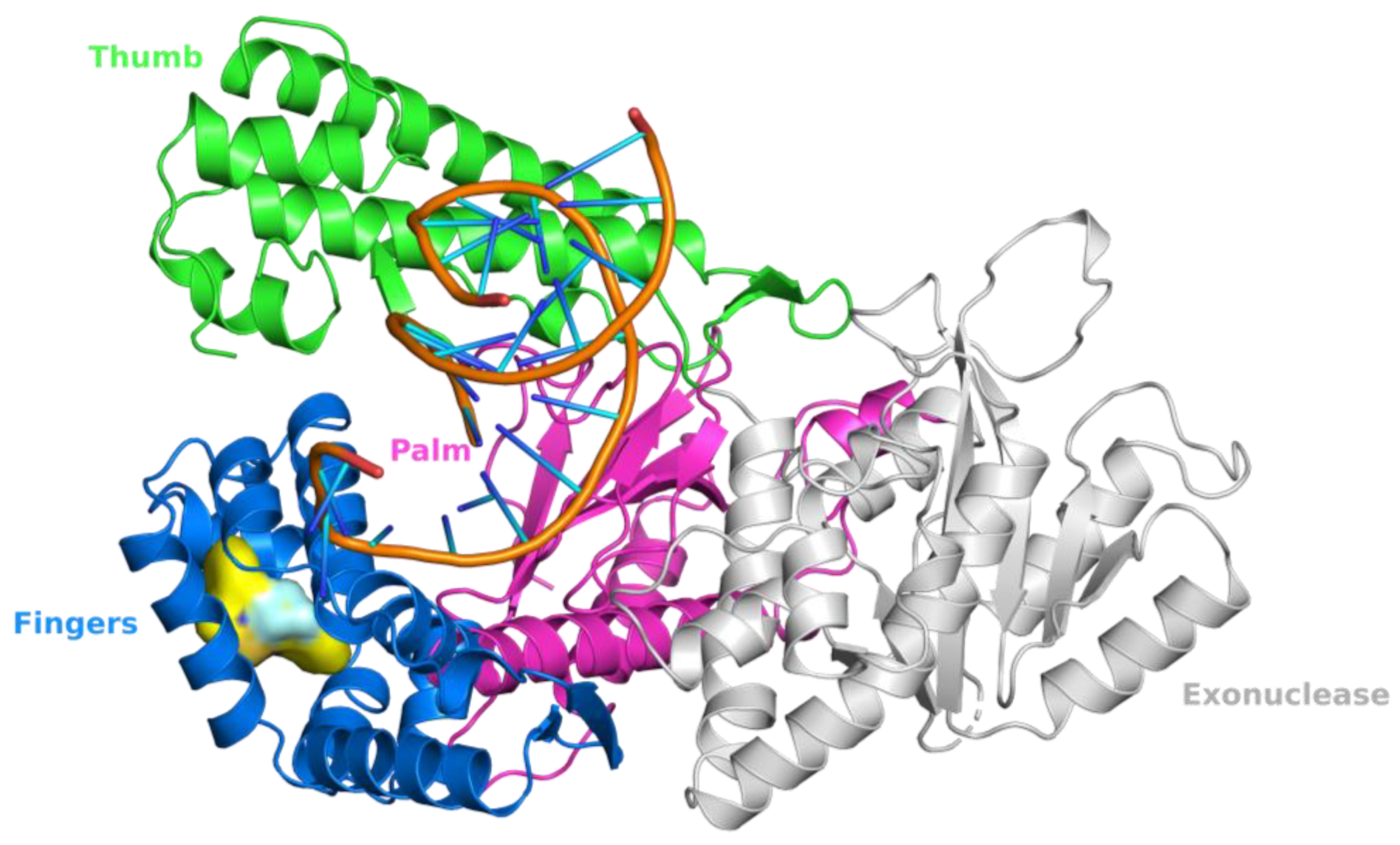 Inhibitors against DNA Polymerase I Family of Enzymes: Novel Targets ...