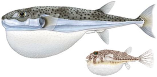 Assessment of Human Health Impacts from Invasive Pufferfish (Attacks ...