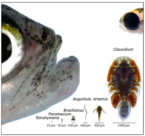 Zebrafish Feed Intake: A Systematic Review for Standardizing Feeding ...
