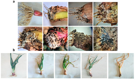Nanoparticles and Chemical Inducers: A Sustainable Shield against Onion ...