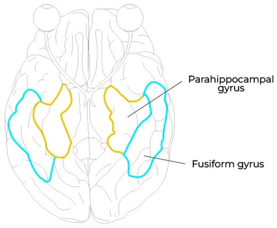 Neuroarchitecture: How the Perception of Our Surroundings Impacts the Brain