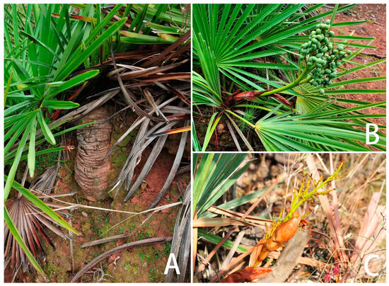 Response of Extremely Small Populations to Climate Change—A Case of ...