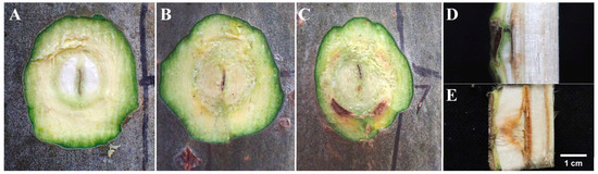 Comparative Study on the Effectiveness of Three Inoculation Methods for ...