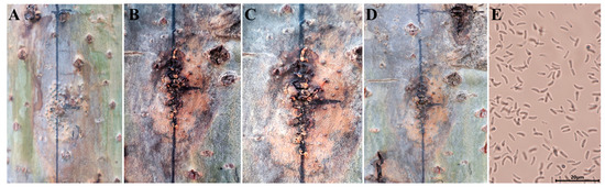 Comparative Study on the Effectiveness of Three Inoculation Methods for ...
