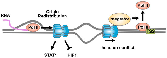 The MCM2-7 Complex: Roles beyond DNA Unwinding
