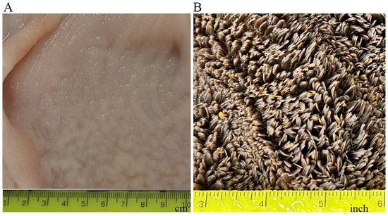 Biology | Free Full-Text | Postnatal Growth and Development of the ...