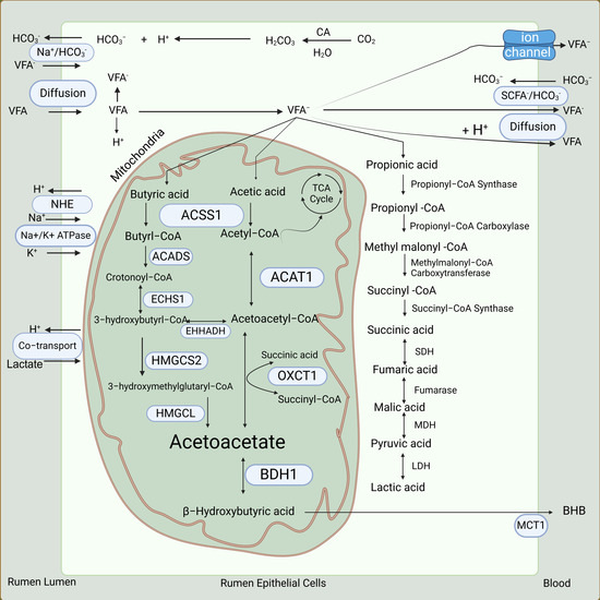 Postnatal Growth and Development of the Rumen: Integrating ...