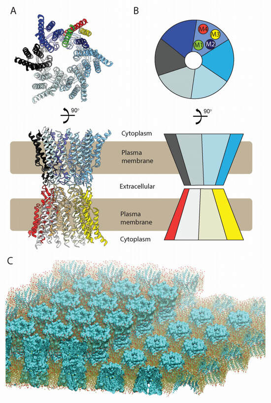Connexin Gap Junction Channels and Hemichannels: Insights from High ...